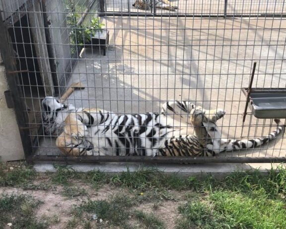 Wanderlust RV Park in Eureka Springs, Arkansas – Come share our park ...